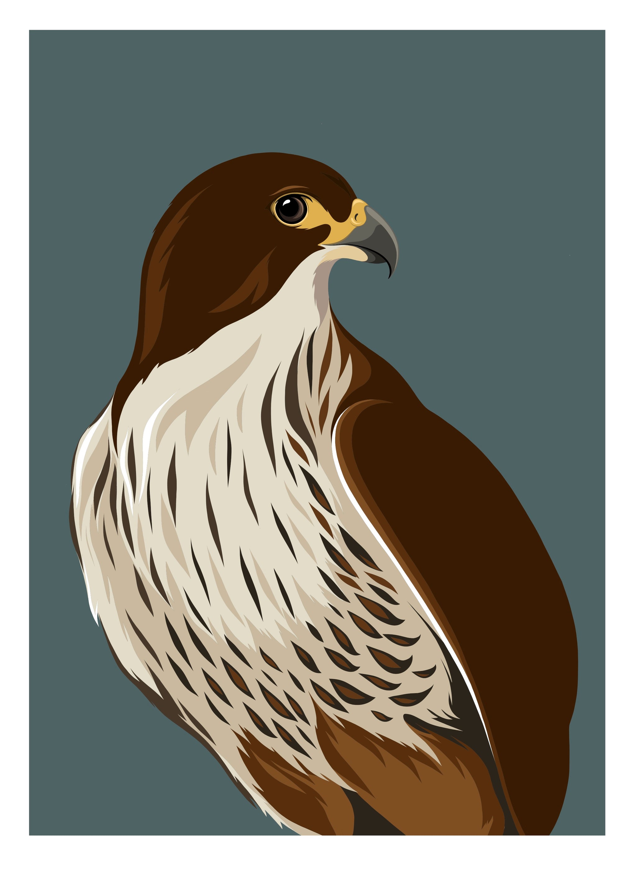 Falcon / Kārearea art print - NZ artist - Hansby Design